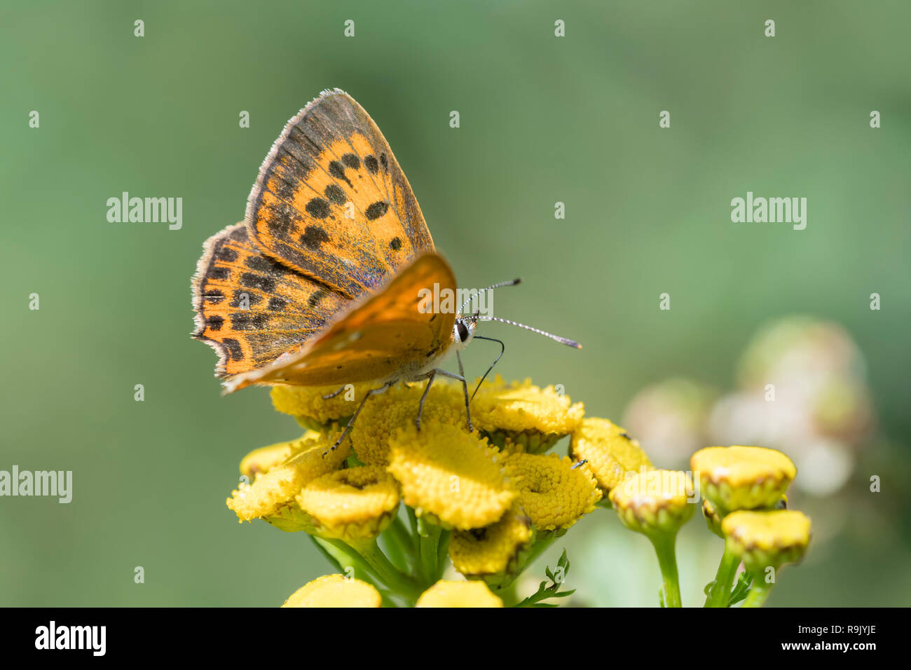 Dukaten Feuerfalter High Resolution Stock Photography and Images - Alamy