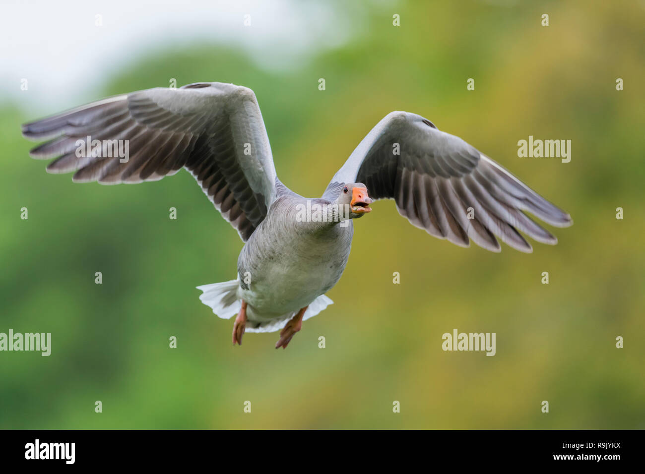 Graugans im flug hi-res stock photography and images - Alamy
