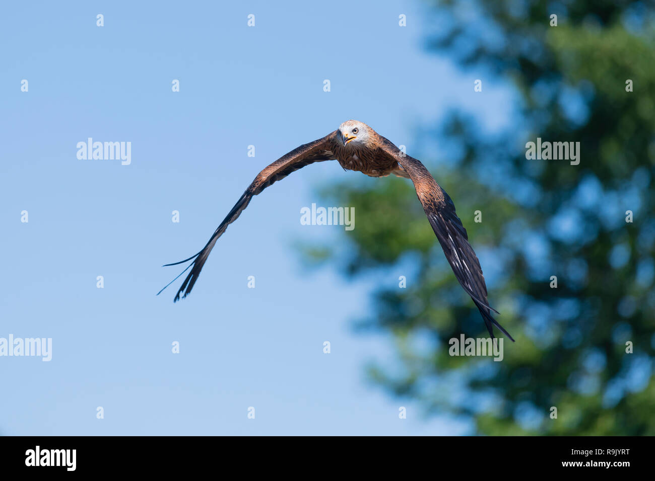 Roter milan hi-res stock photography and images - Alamy