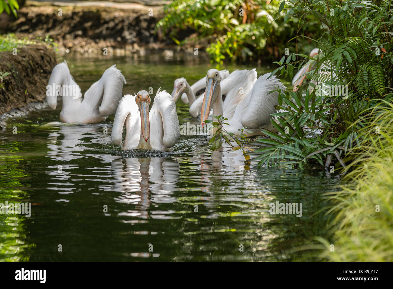 Feeding large group pelicans hi-res stock photography and images - Alamy