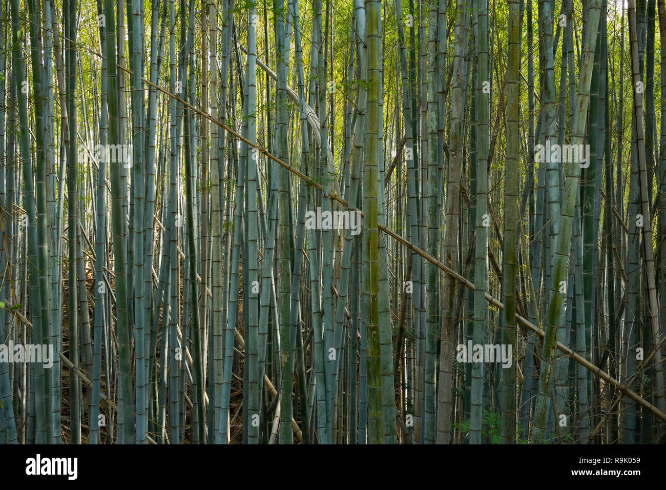 Fresh green tall tropical bamboo forest in Japan Stock Photo - Alamy