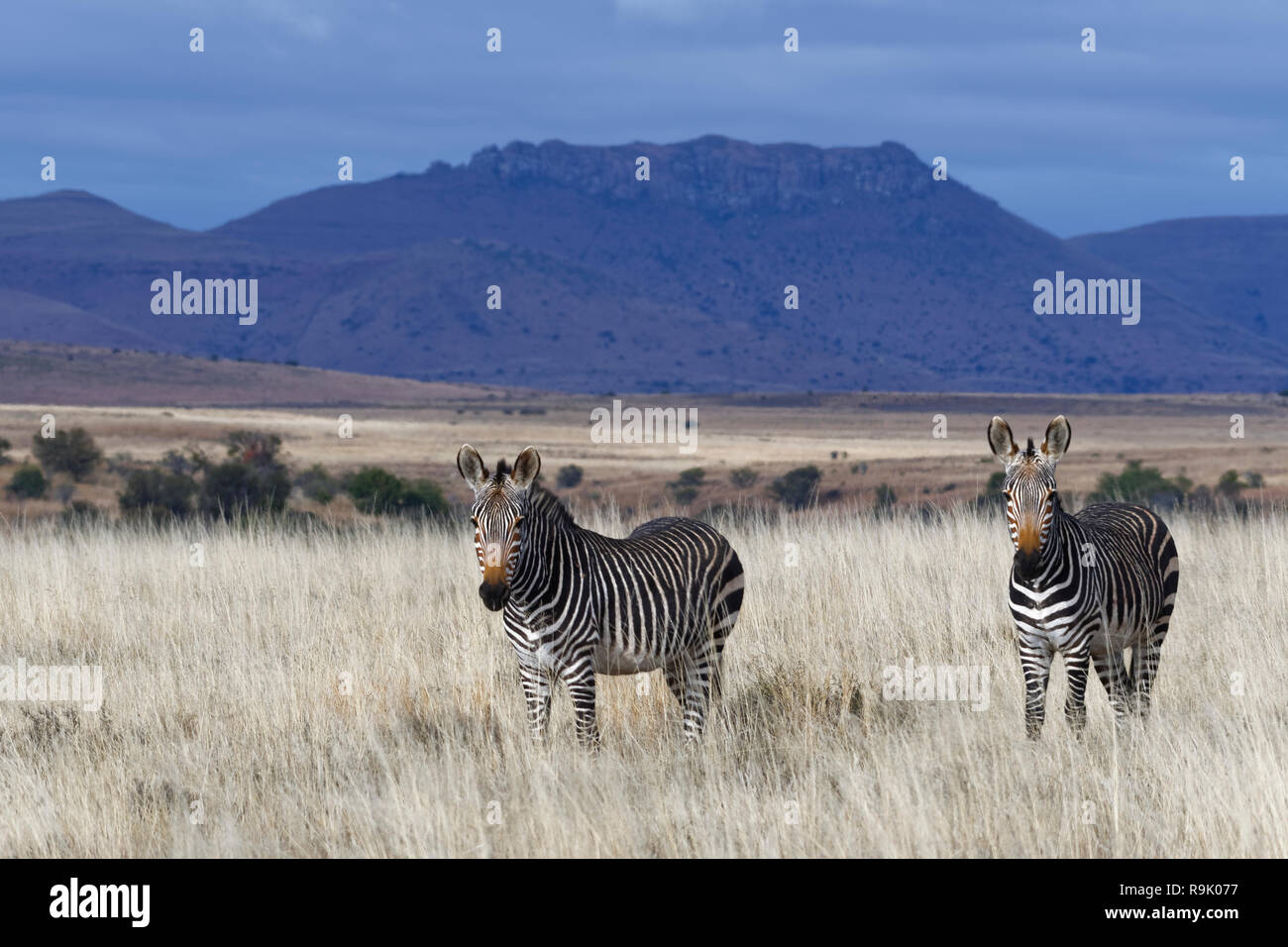 Cape mountain zebras (Equus zebra zebra), standing adults, in open ...