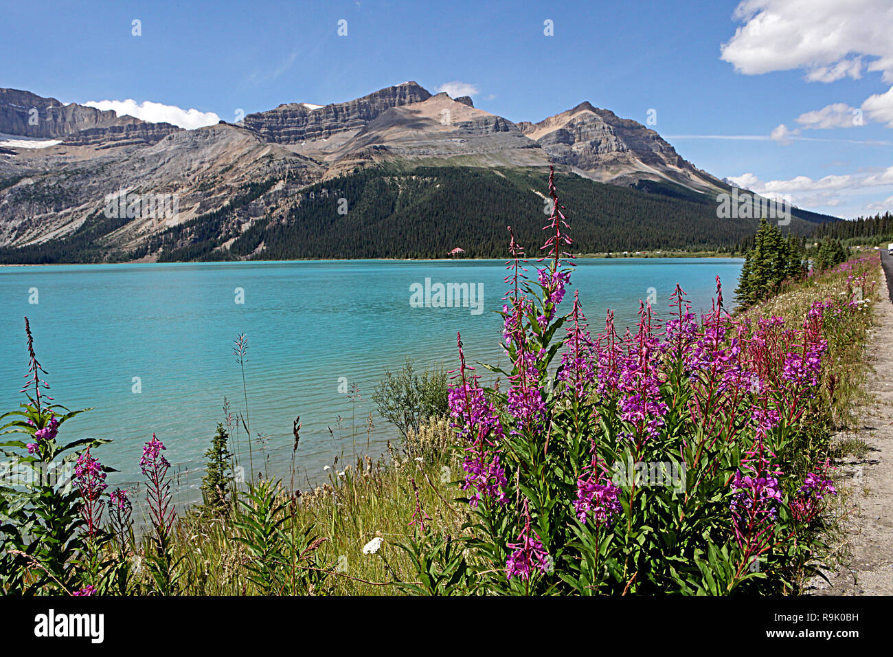Bow Lake is a glacier-fed lake in Banff National Park in the Canadian ...