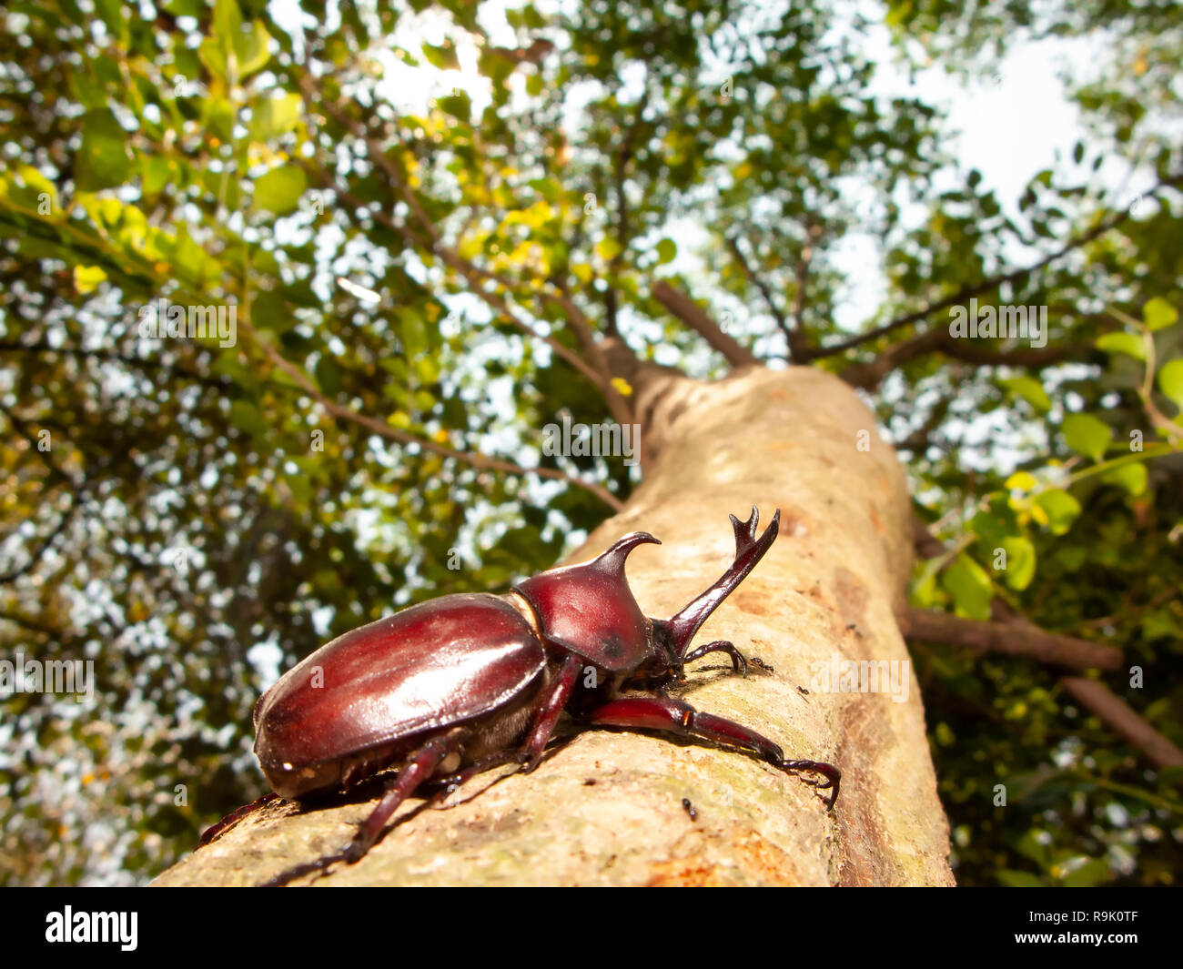 The Closeup Rhinoceros beetle, Rhino beetle, Hercules beetle, Unicorn ...