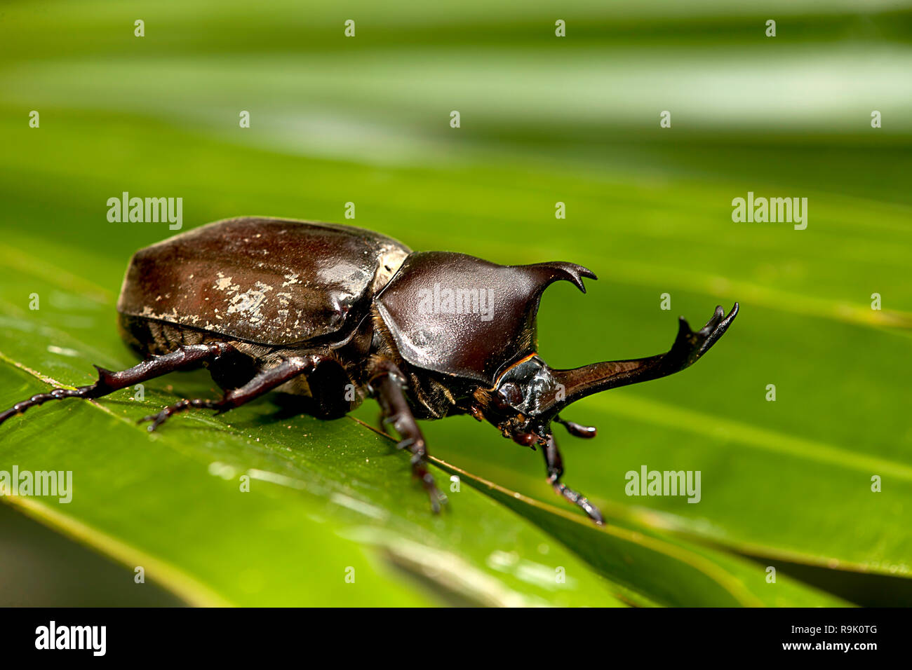 The Closeup Rhinoceros beetle, Rhino beetle, Hercules beetle, Unicorn ...