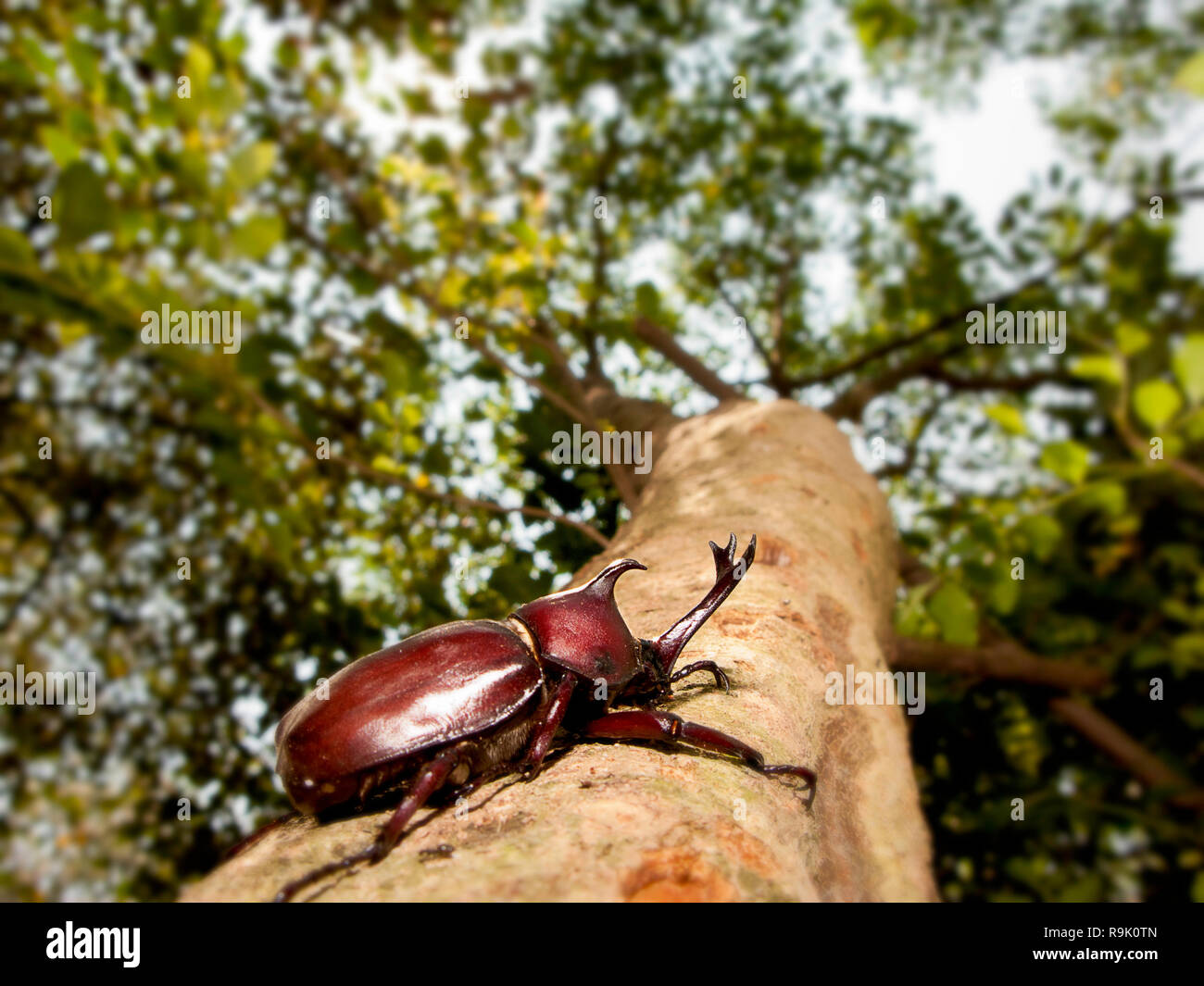 The Closeup Rhinoceros beetle, Rhino beetle, Hercules beetle, Unicorn ...