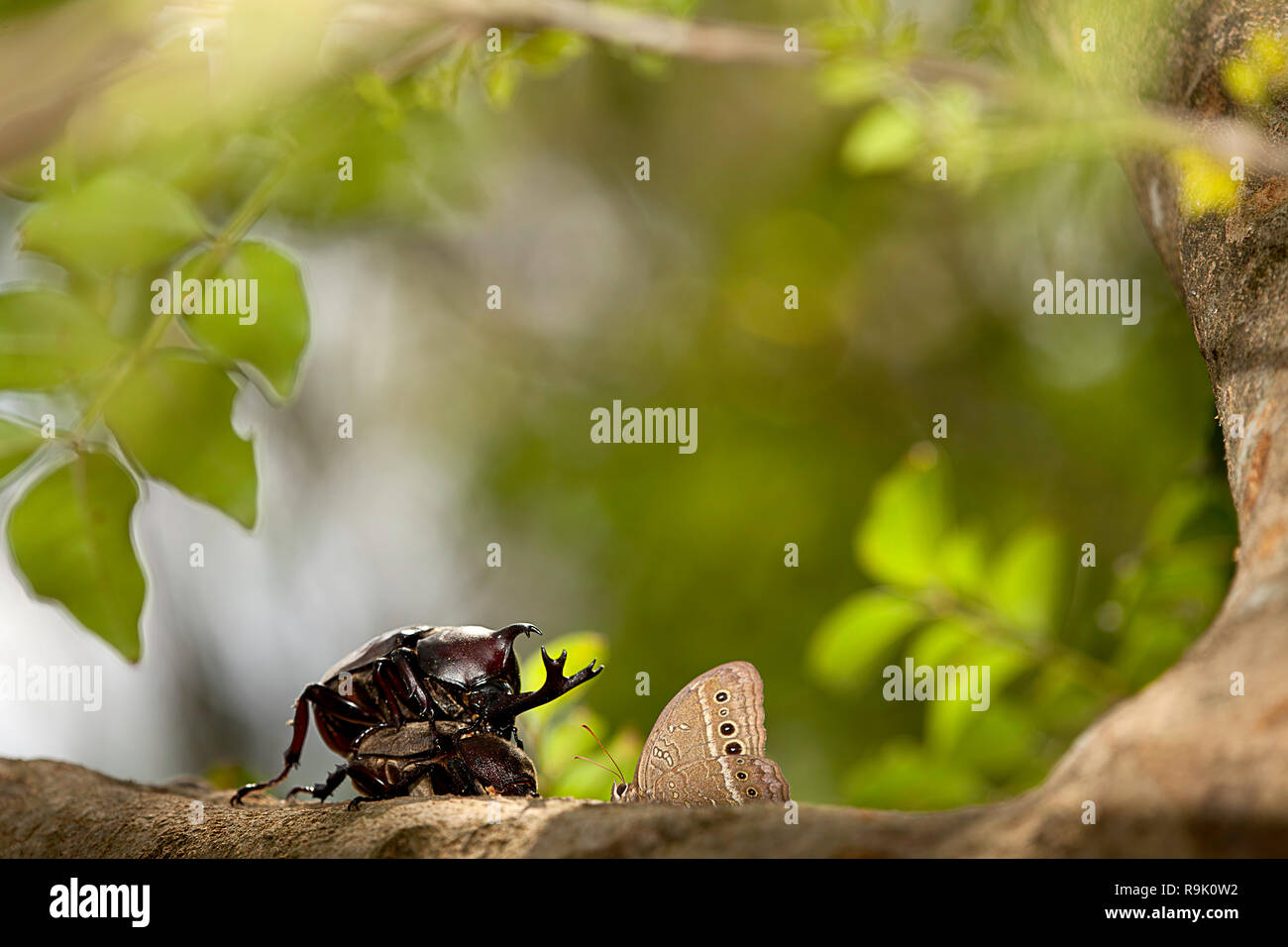 The Closeup Rhinoceros beetle, Rhino beetle, Hercules beetle, Unicorn ...