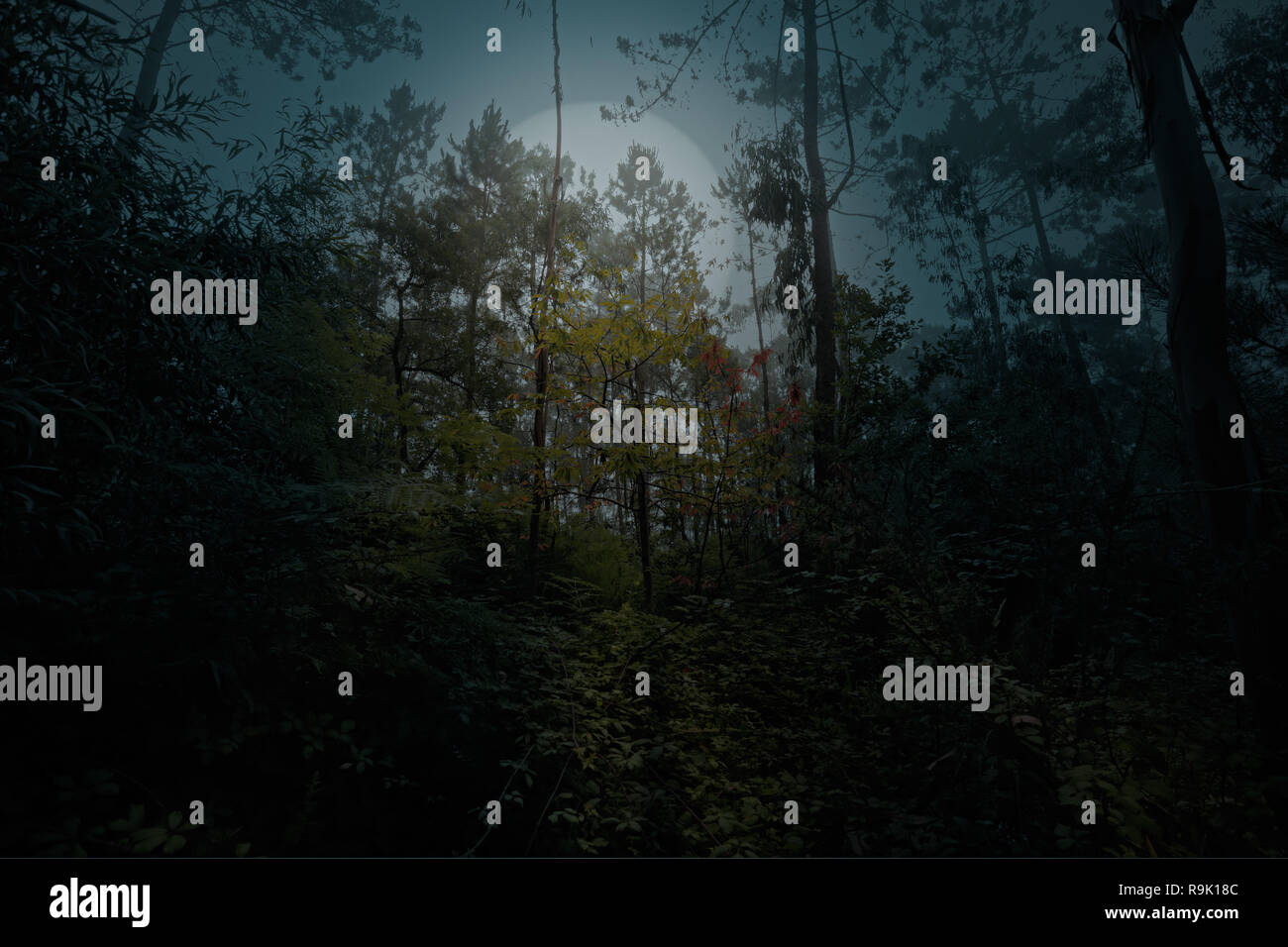 Full moon over the black forest hi-res stock photography and images - Alamy