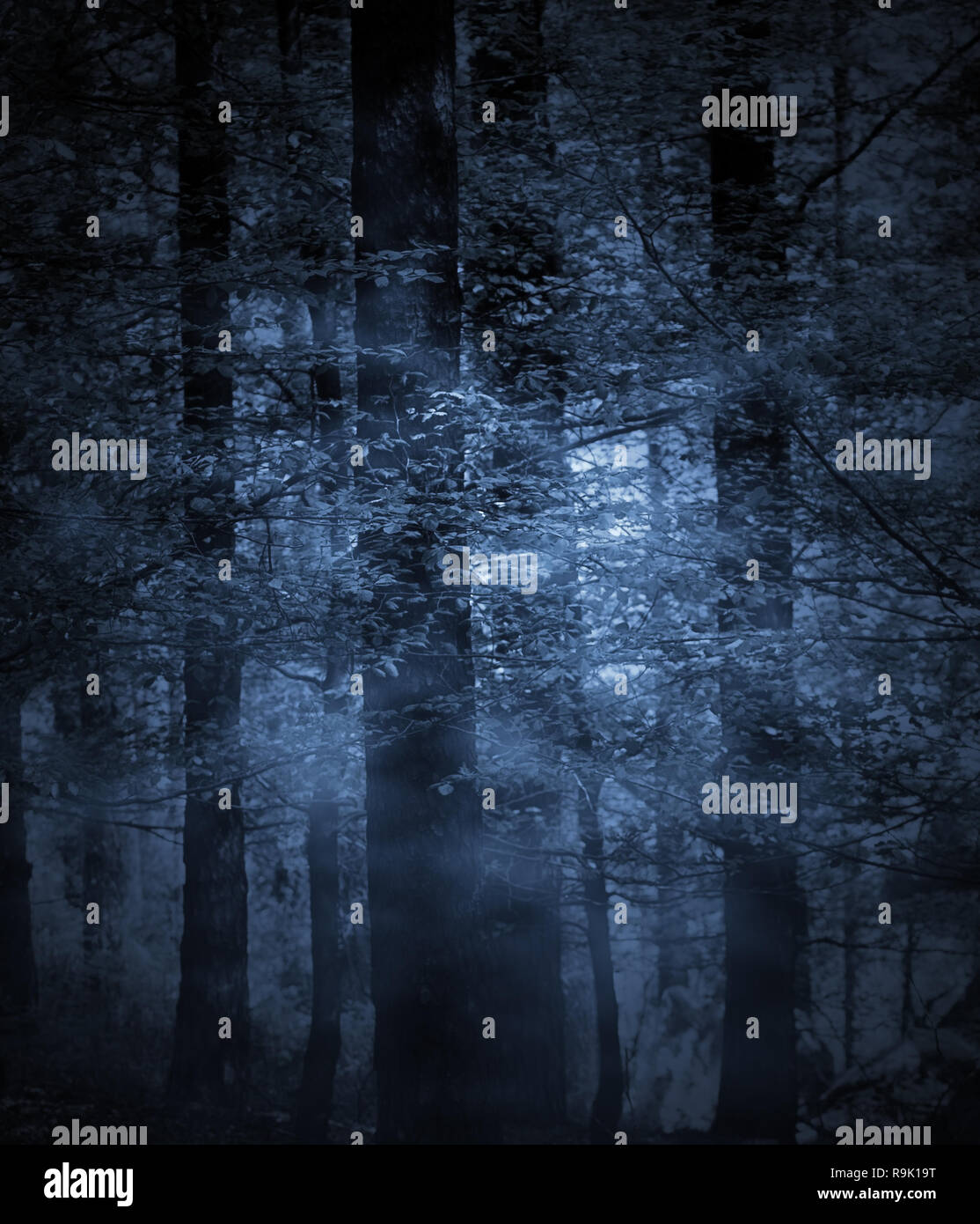 Spooky foggy forest at night Stock Photo - Alamy