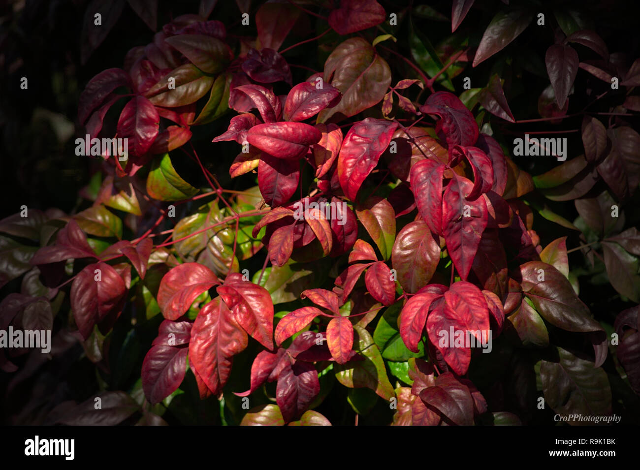 Closeup of Dwarf Burning Bush in the fall Stock Photo - Alamy
