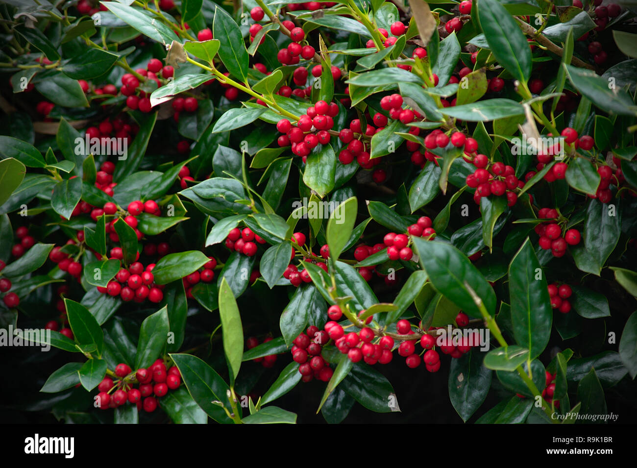 Holly berrys hi-res stock photography and images - Alamy