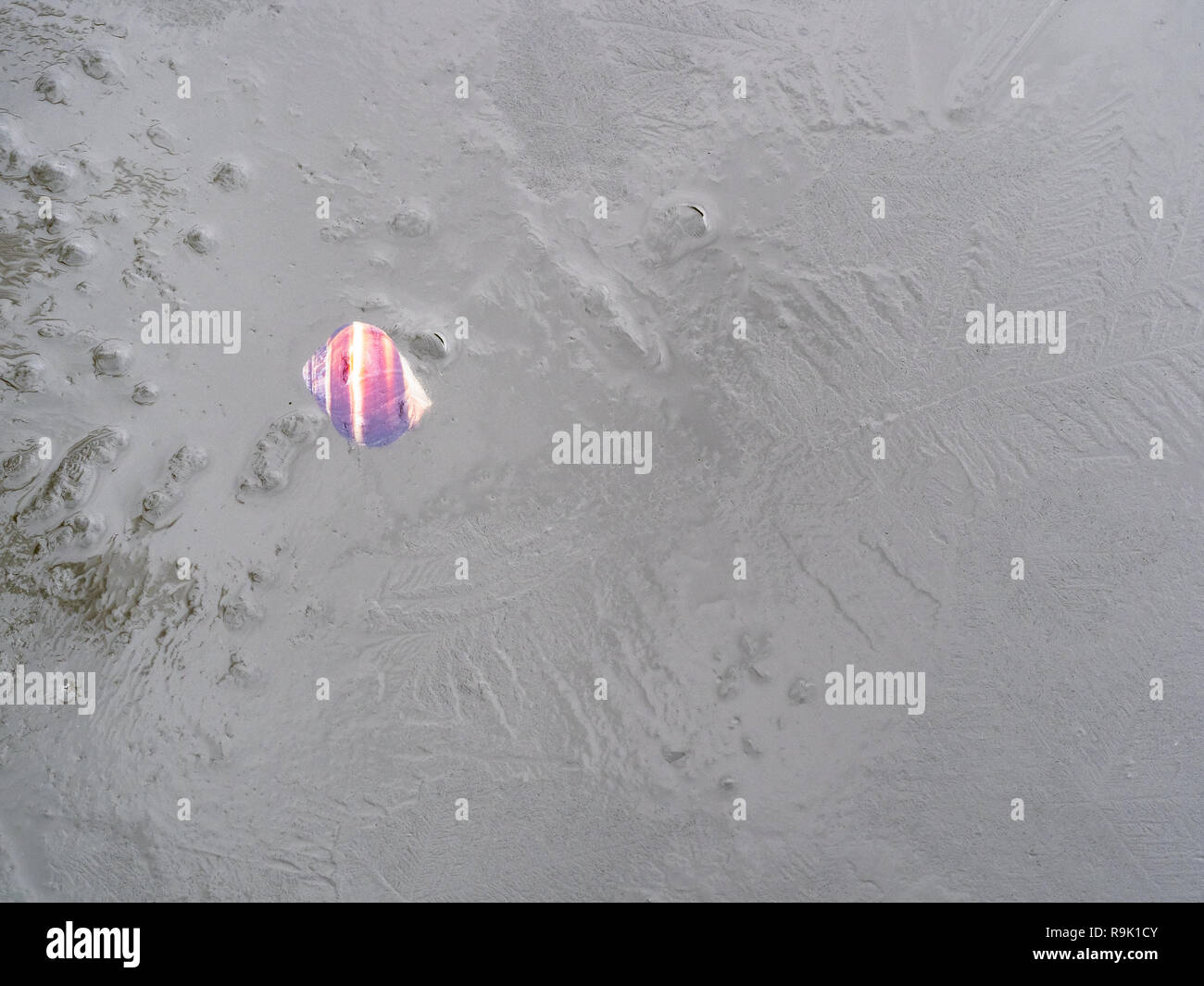 Pond snail shell hi-res stock photography and images - Alamy