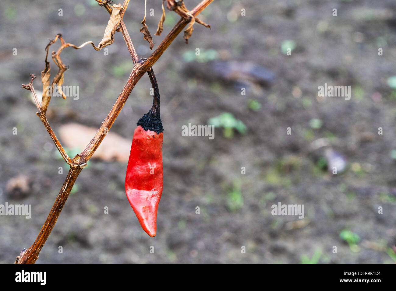 dried red pod of chili pepper on twig in garden in winter Stock Photo ...