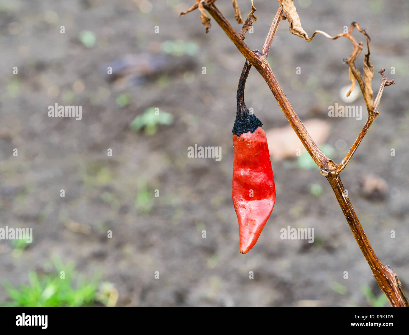 dried red pod of chile pepper on bush close up in garden in winter ...