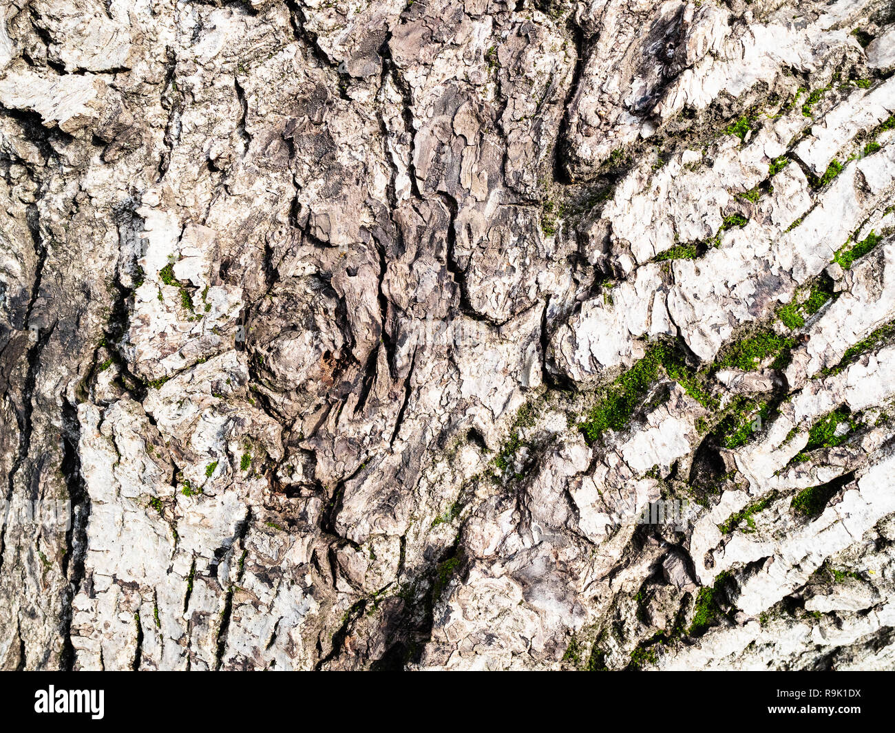 Walnut Tree Bark High Resolution Stock Photography and Images - Alamy