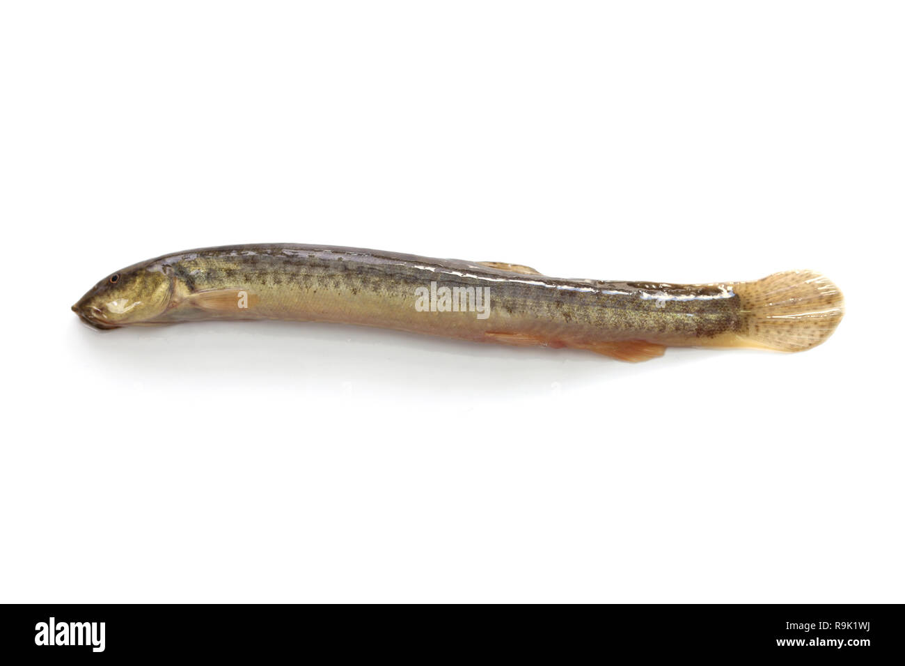 japanese dojo loach fish Stock Photo - Alamy