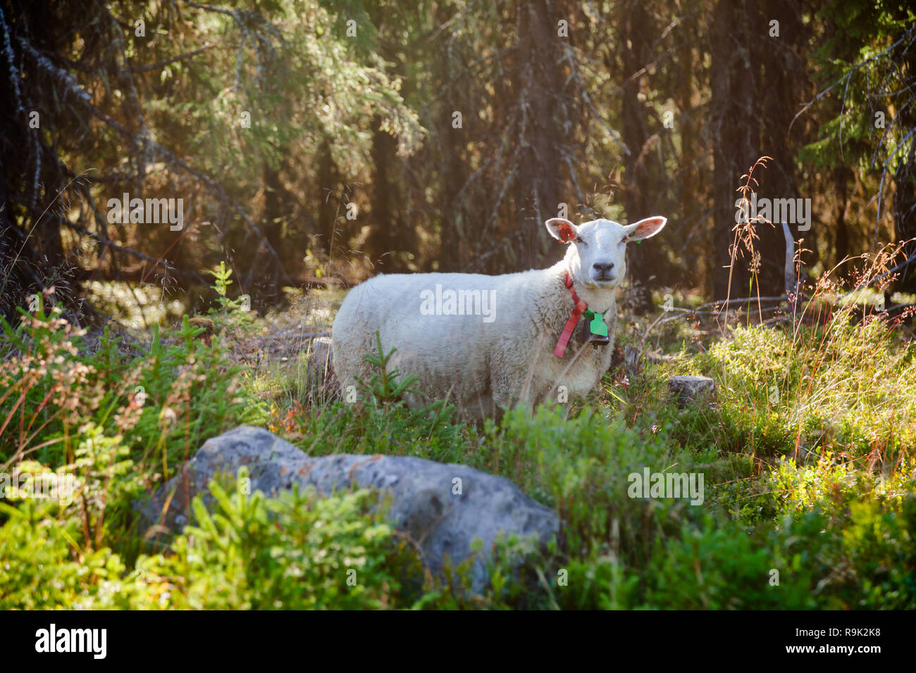 Norwegian sheep hi-res stock photography and images - Alamy