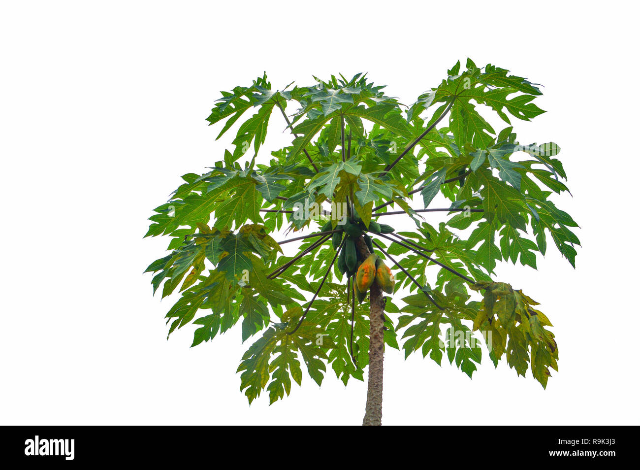 Papaya tree isolated on white background / Green papaya fruit On the ...