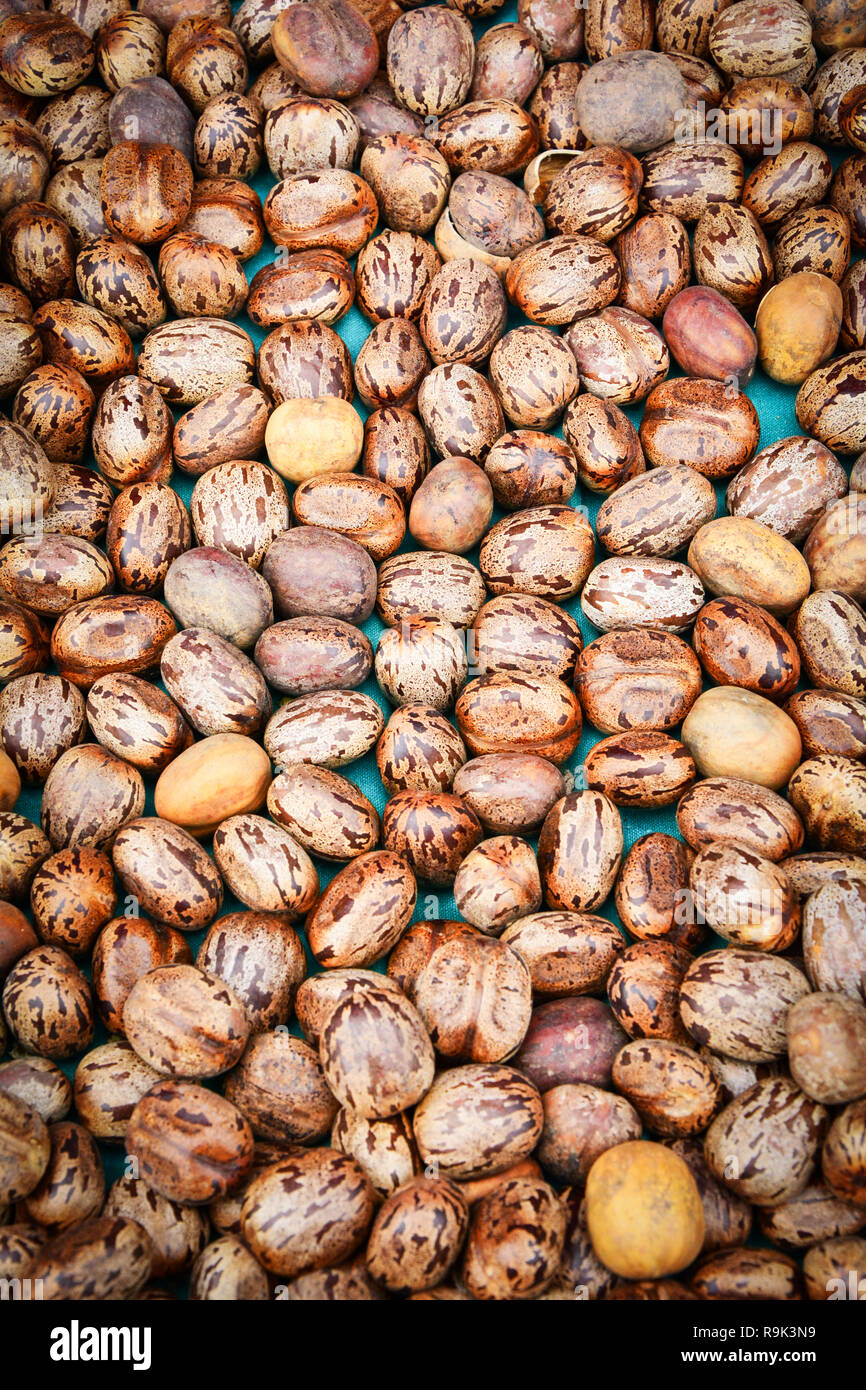 Castor oil seed hi-res stock photography and images - Alamy