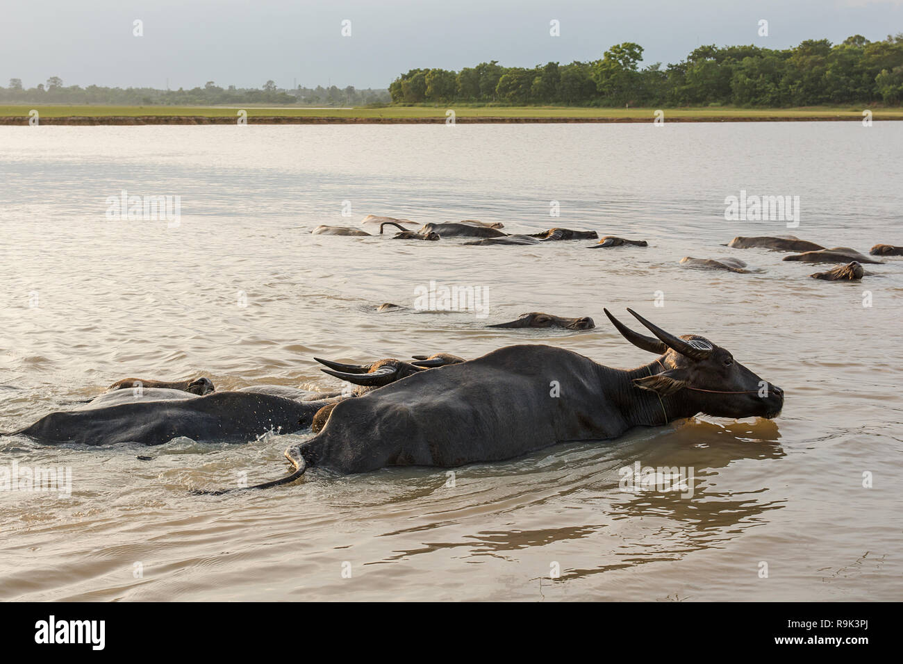 buffalo swimming in a river Stock Photo - Alamy
