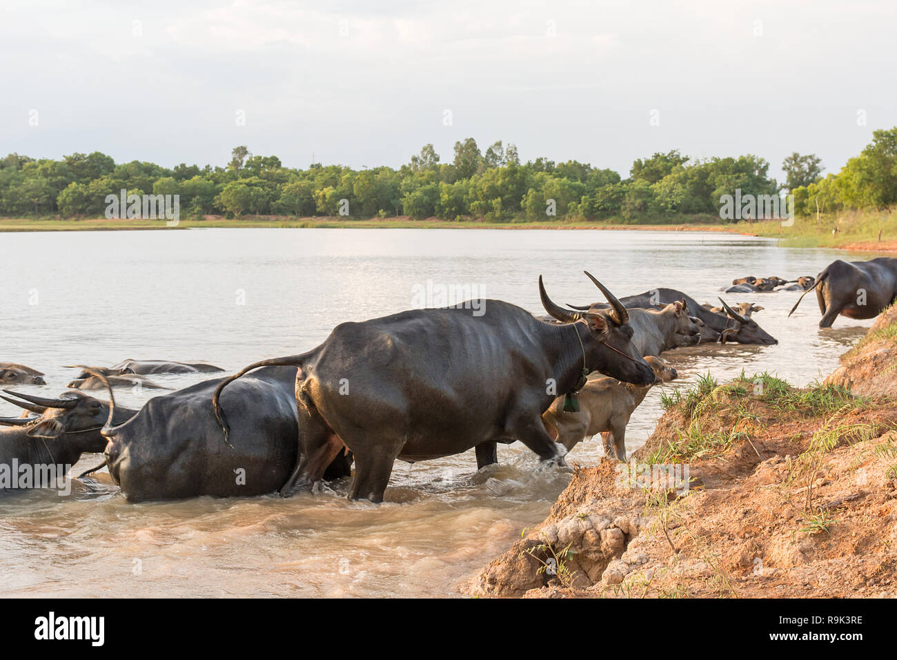Bull buffalo swimming hi-res stock photography and images - Alamy