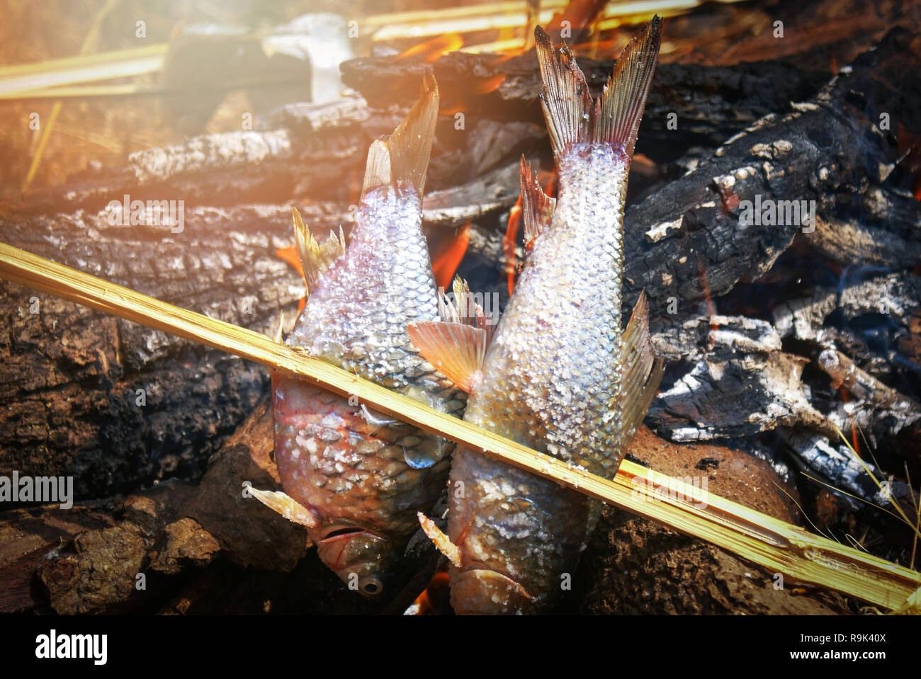 Fish grill burn fish in bamboo stick on bonfire with charcoal Stock ...