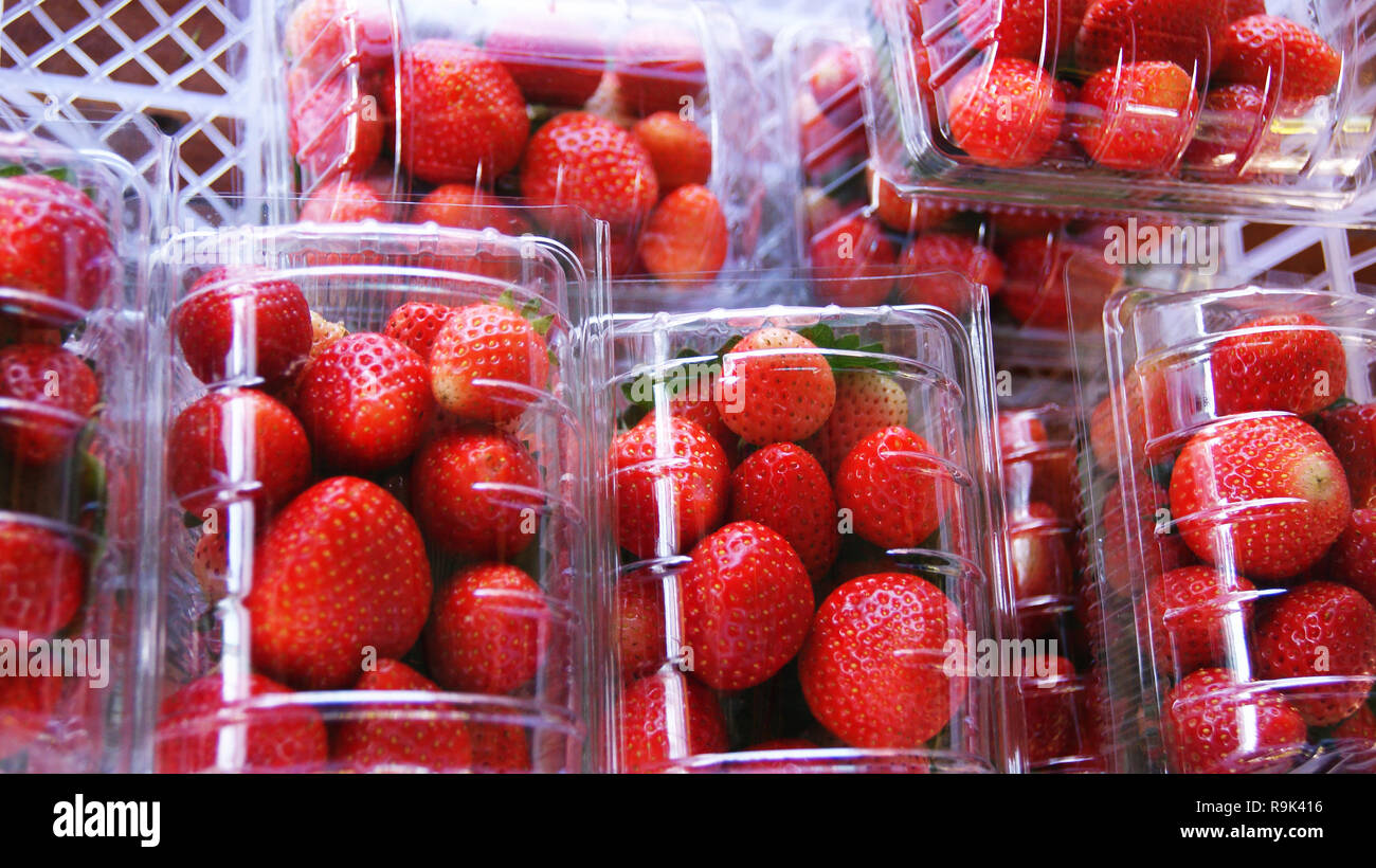 Fresh Strawberry in package box / Red ripe strawberries from the fruit ...