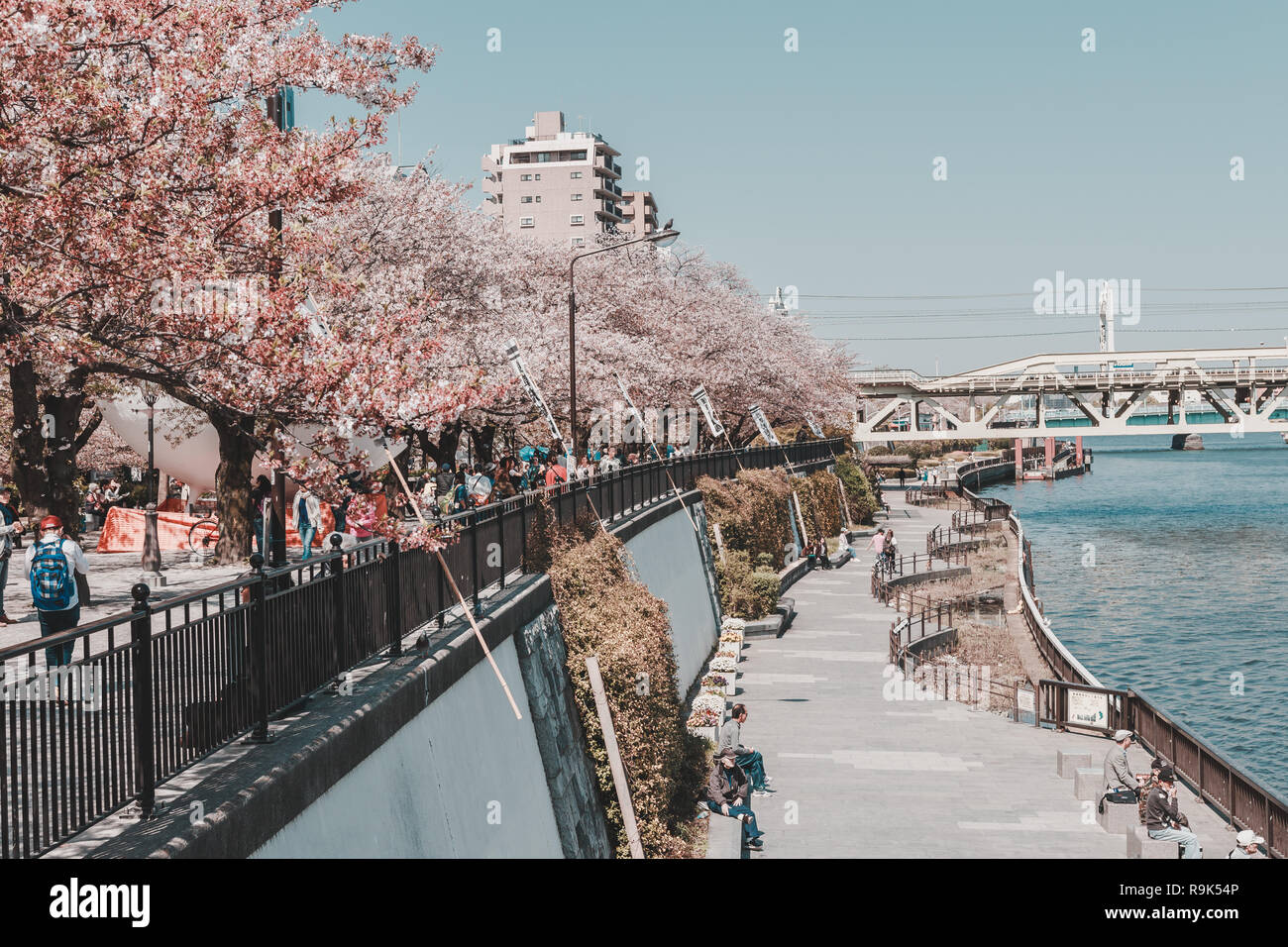 Sakura (Cherry Blossom) blooming in Sumida park in the Summer with a ...