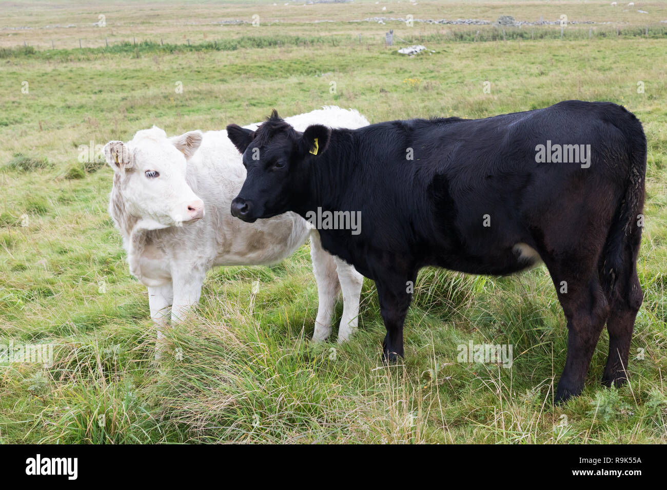Shetland cow hi-res stock photography and images - Alamy