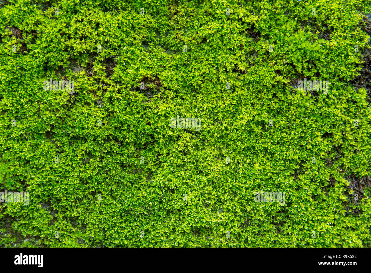 Moss Texture High Resolution