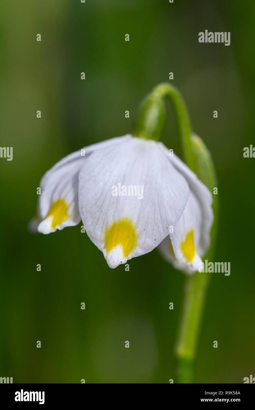 Snowflakes up close hi-res stock photography and images - Alamy