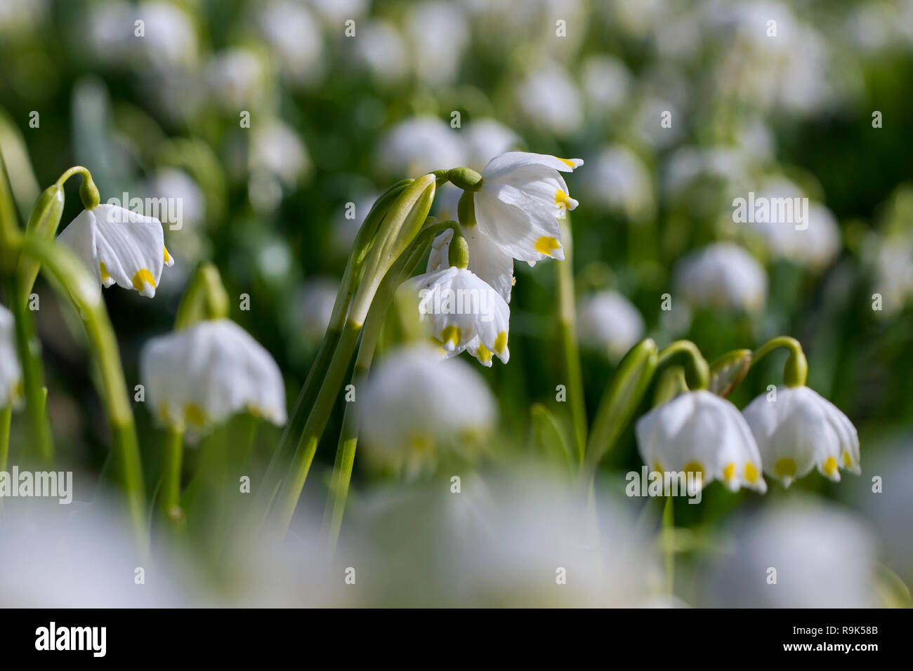 Spring snowflakes (Leucojum vernum / Galanthus vernus) in flower in ...