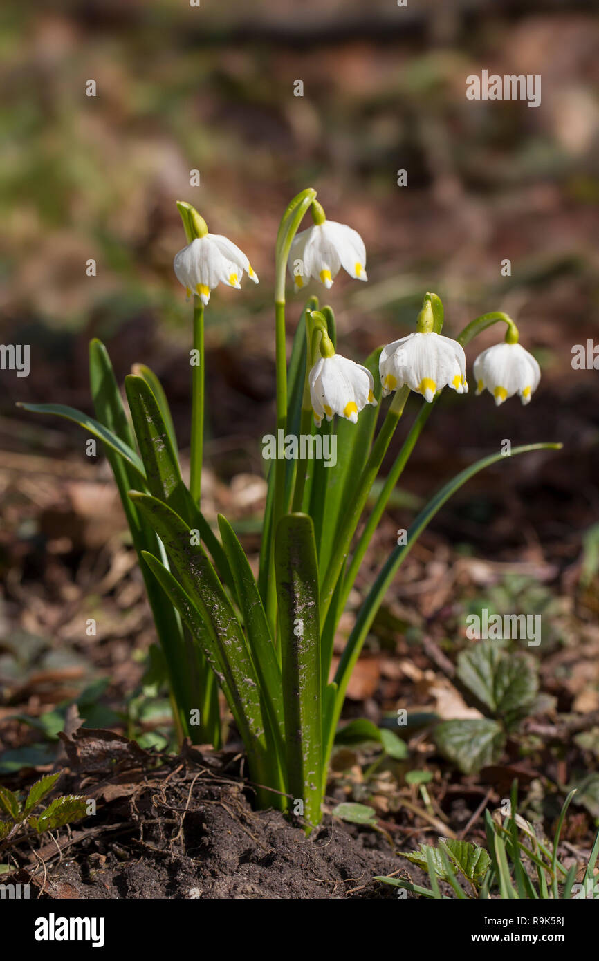 Spring snowflakes (Leucojum vernum / Galanthus vernus) in flower in ...