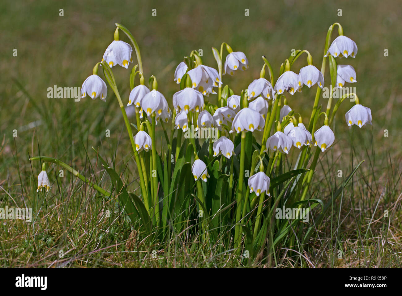Spring snowflakes (Leucojum vernum / Galanthus vernus) in flower in ...