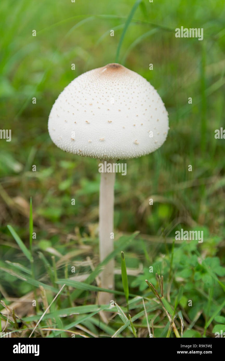 False parasol, Green-spored parasol or Chlorophyllum molybdites. White ...
