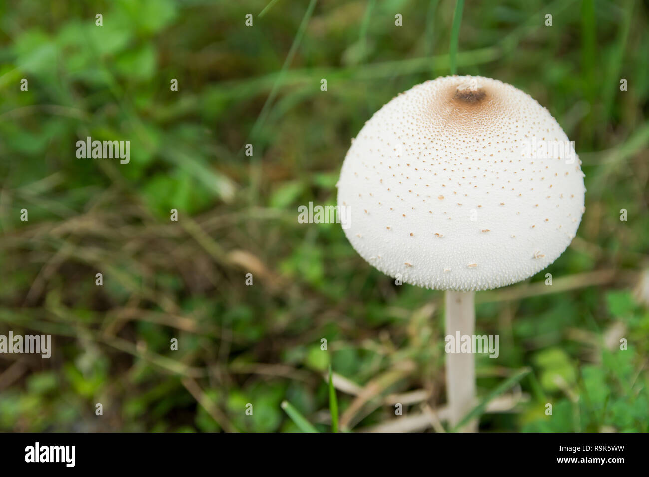 False parasol, Green-spored parasol or Chlorophyllum molybdites. White ...