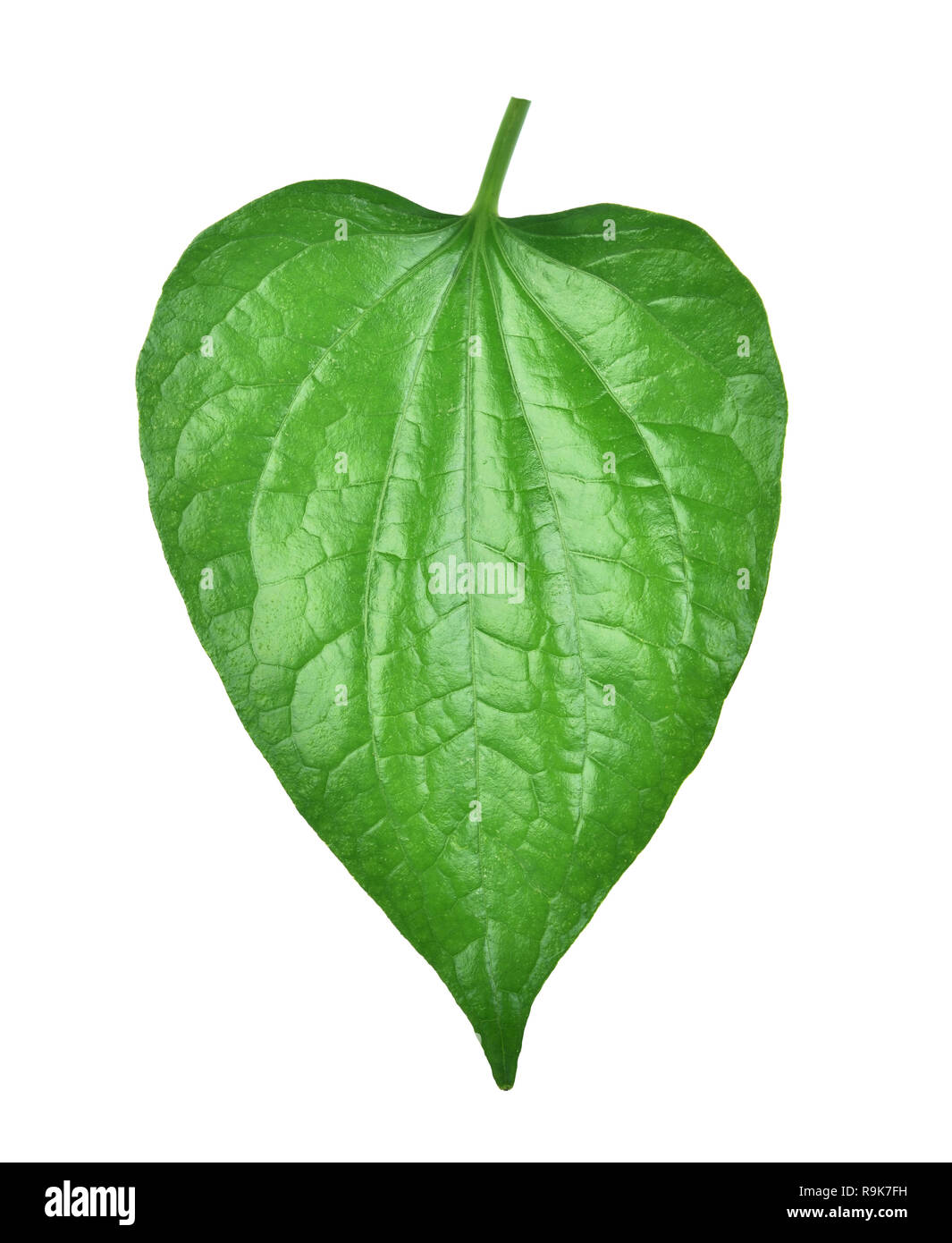 Wildbetal Leafbush on white background Stock Photo - Alamy