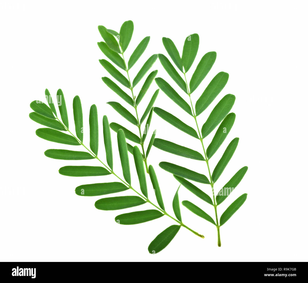tamarind leaf isolated on white background Stock Photo - Alamy
