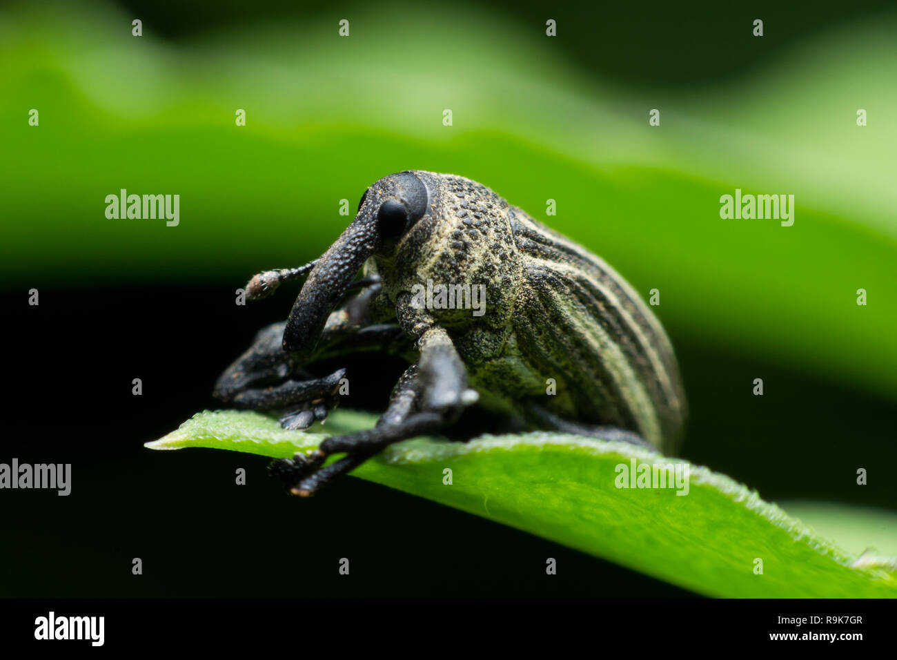 Black Weevil Stock Photos & Black Weevil Stock Images - Alamy