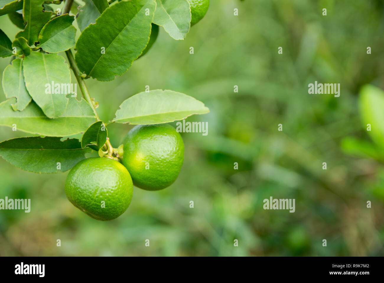 Key lime green hi-res stock photography and images - Alamy