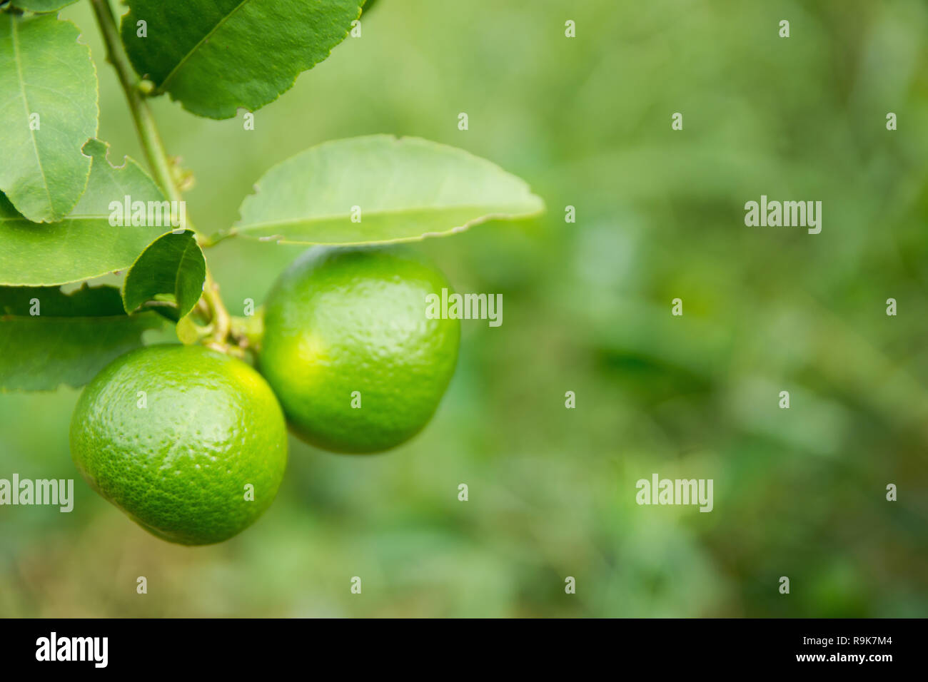 Lime green color hi-res stock photography and images - Alamy