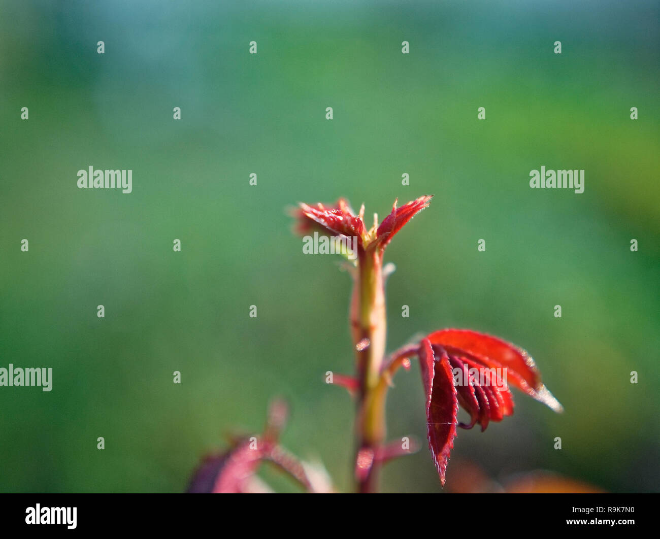 Orchard rose garden hi-res stock photography and images - Alamy