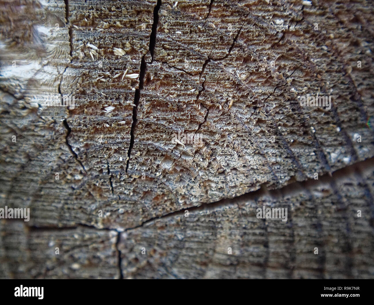 Cut timber texture hi-res stock photography and images - Alamy