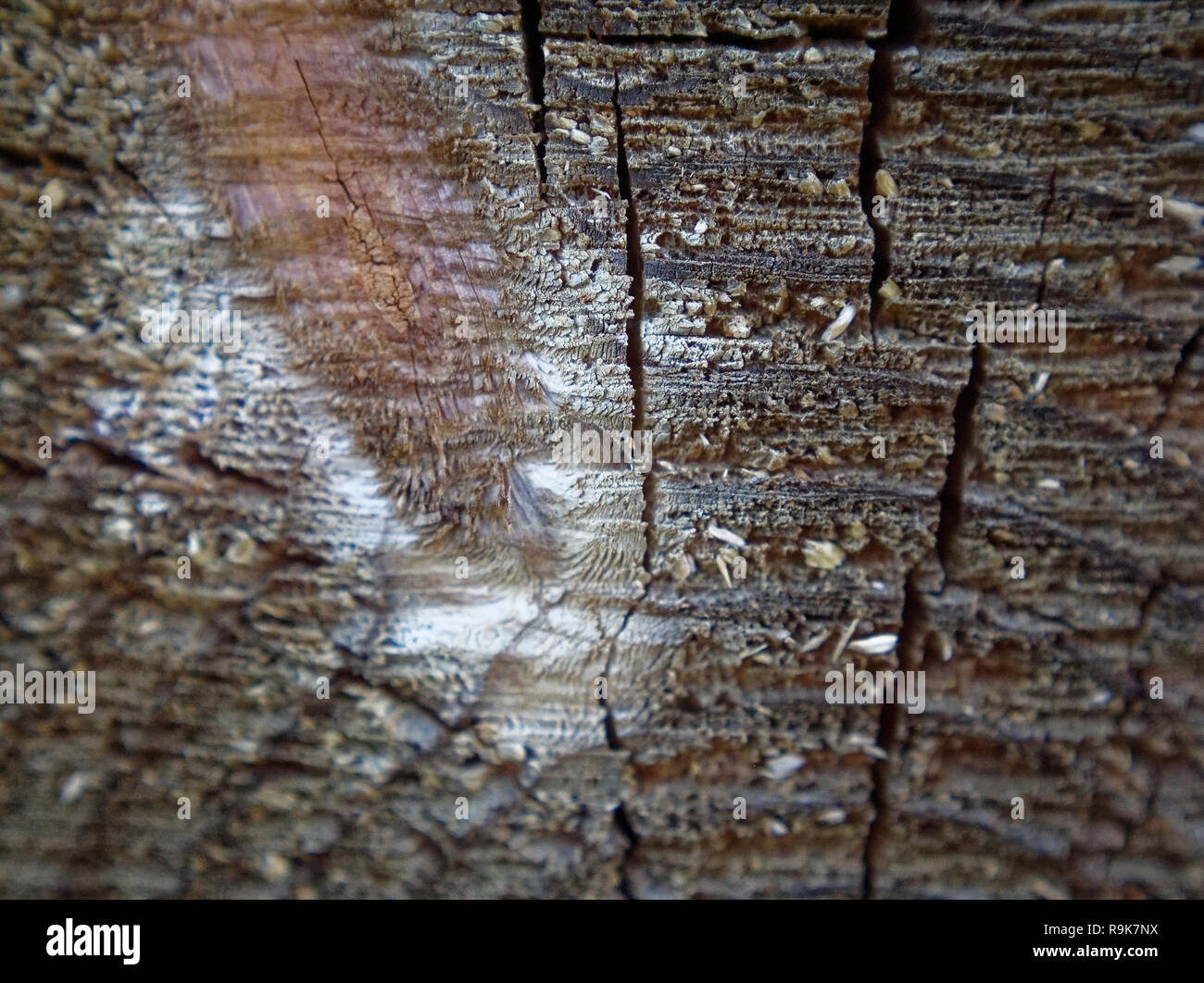cut timber texture macro in summer, Russia Stock Photo - Alamy