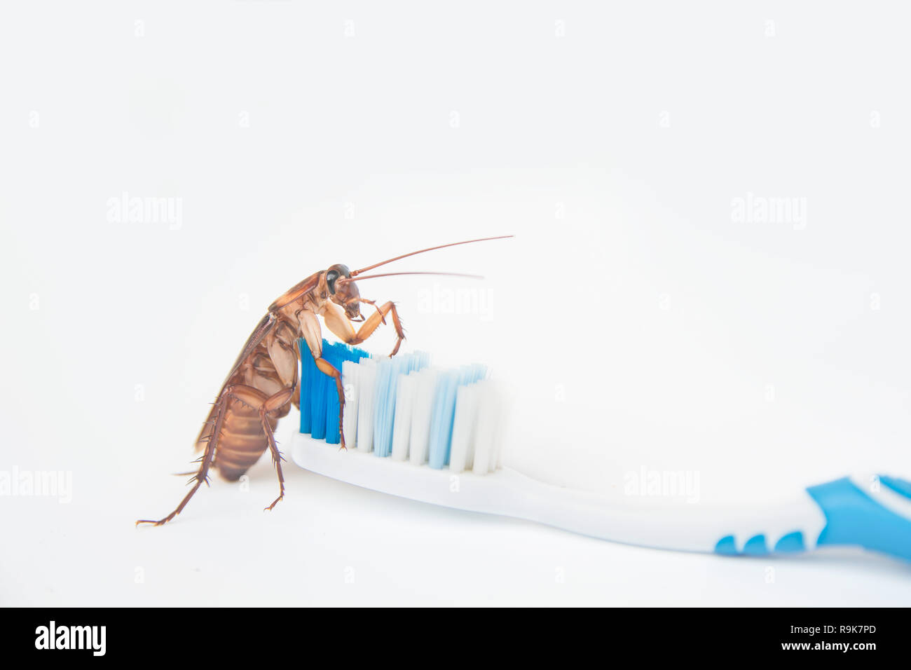 Cockroaches on toothbrush isolated on white background Stock Photo - Alamy
