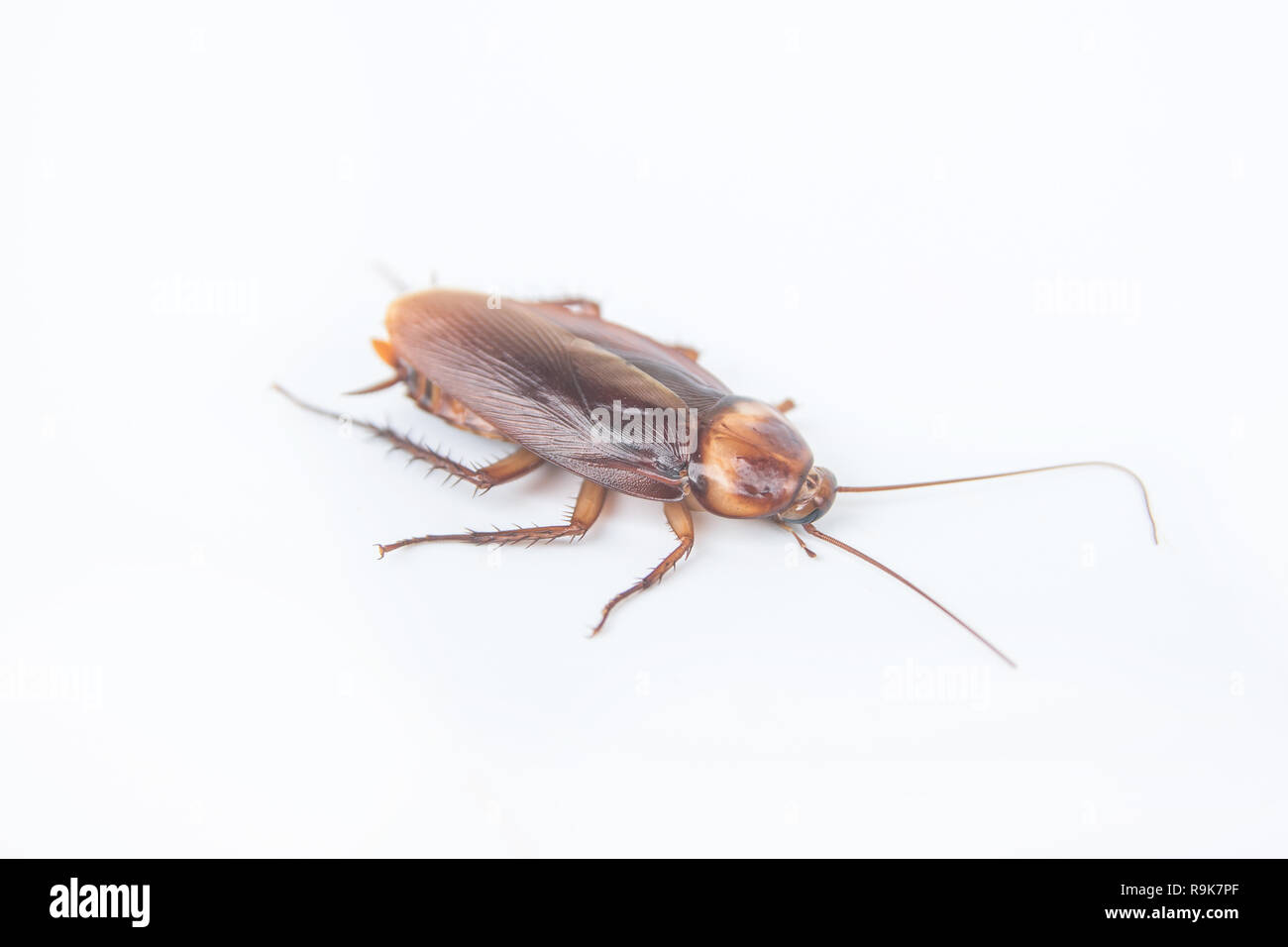 cockroaches isolated on white background Stock Photo - Alamy