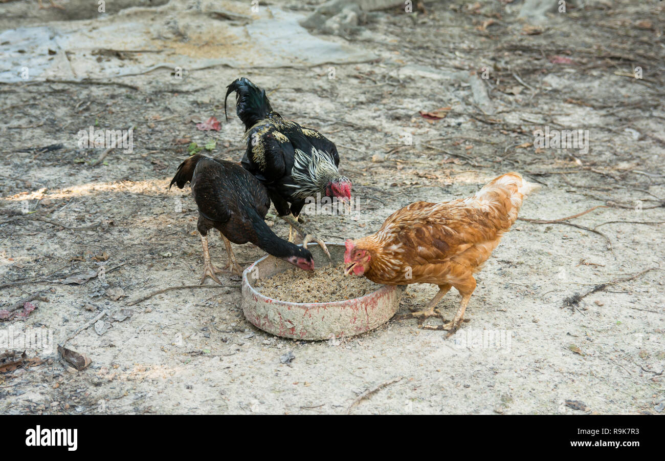 farm chickens eating paddy and bran for food tray Stock Photo - Alamy