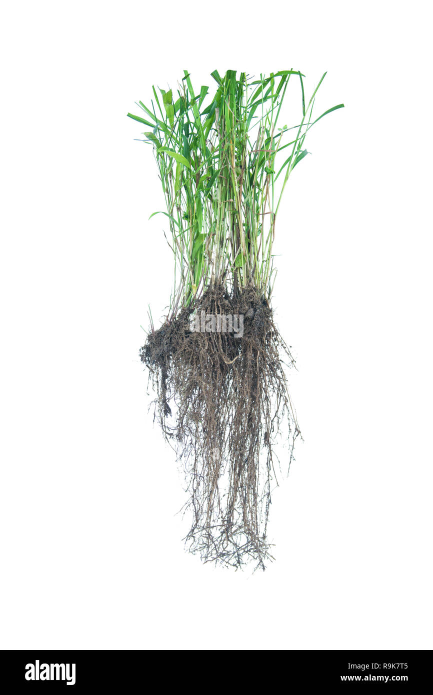 weed root, rootlet isolated on white background Stock Photo - Alamy