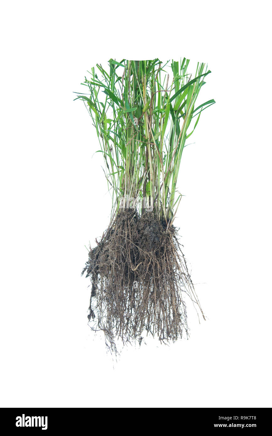 weed root, rootlet isolated on white background Stock Photo - Alamy