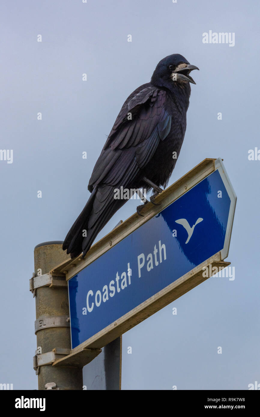a crow or rook corvid sitting atop on top of a coastal path tourists ...